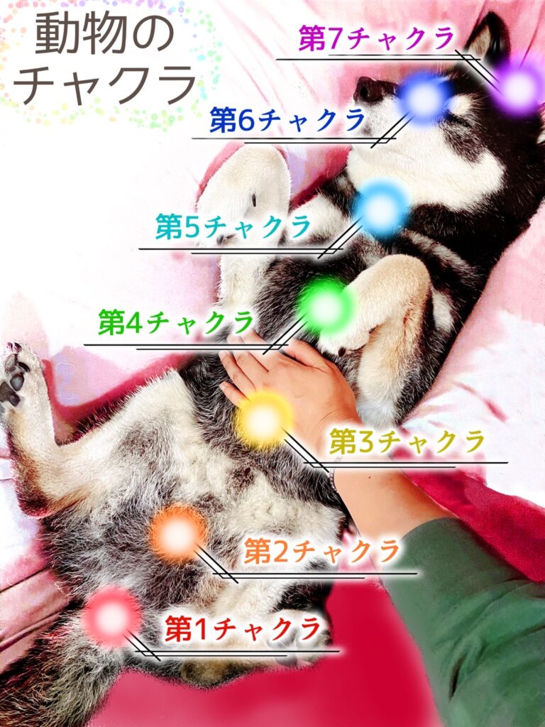 アニマルヒーリングについて