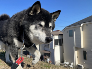 【アニマルコミュニケーション】犬の病気のときの関りかた