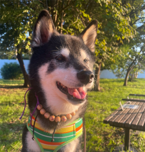 ペットが持つ無条件の愛