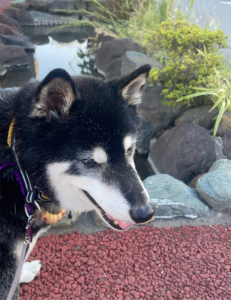 ペットロスについて