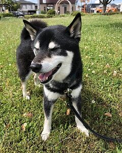 【アニマルコミュニケーション】ペットの気持ちについて