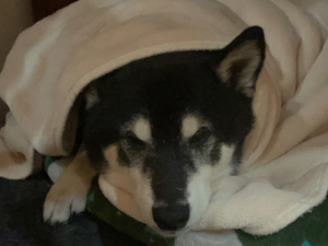 【アニマルコミュニケーション】犬の病気のときの関りかた